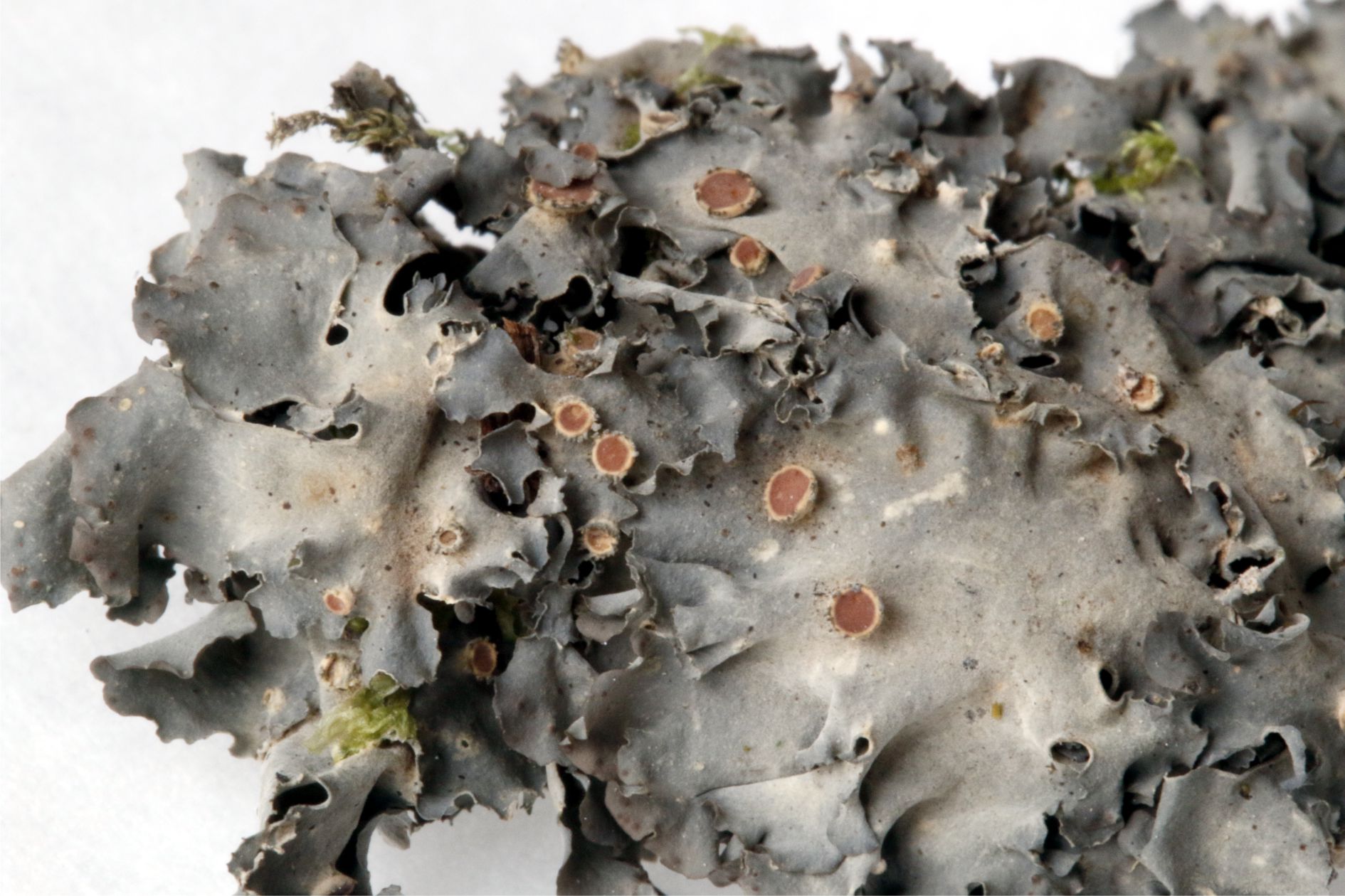 Leptogium – Lichens from East Africa and elsewhere