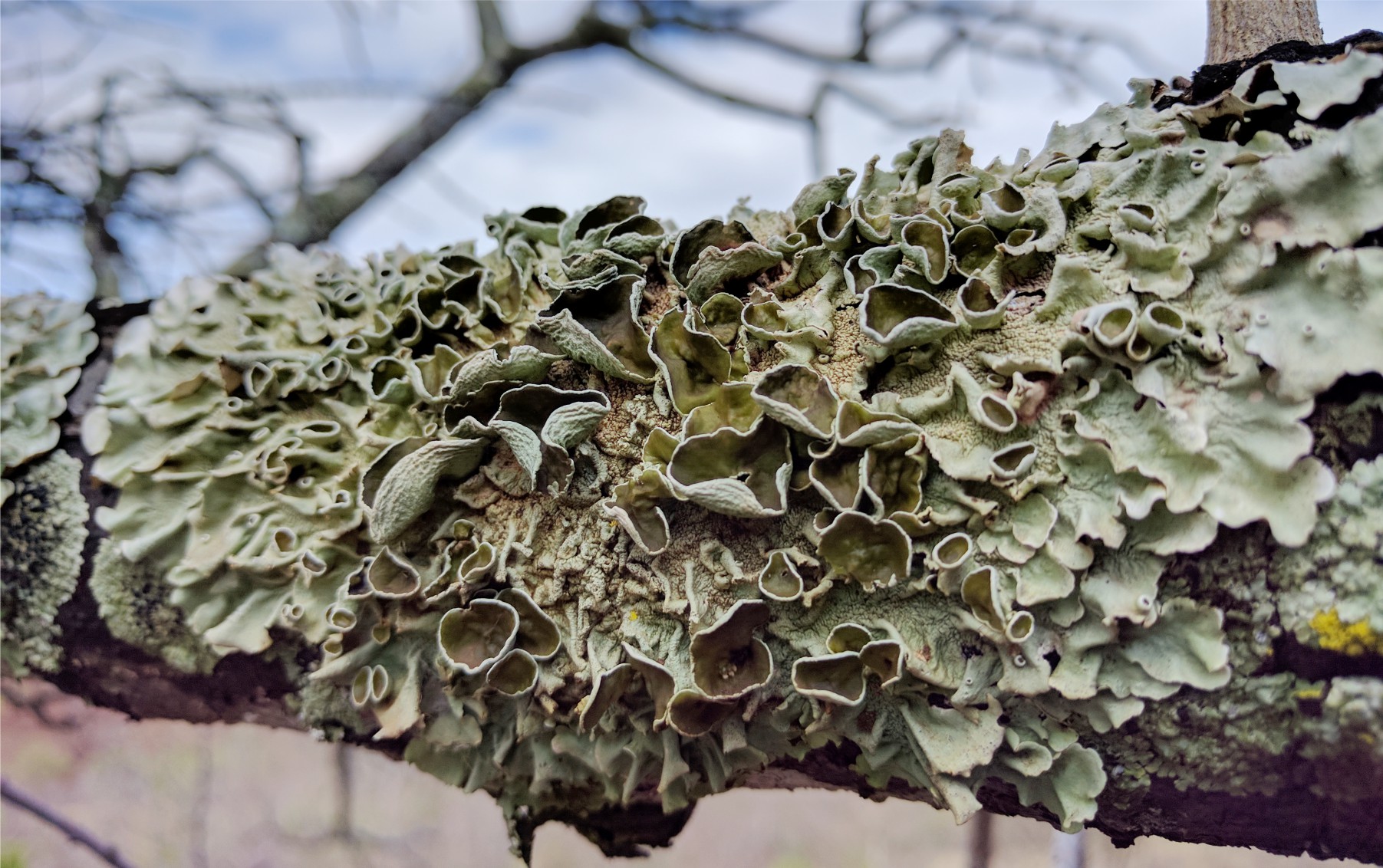 Lichens from East Africa and elsewhere