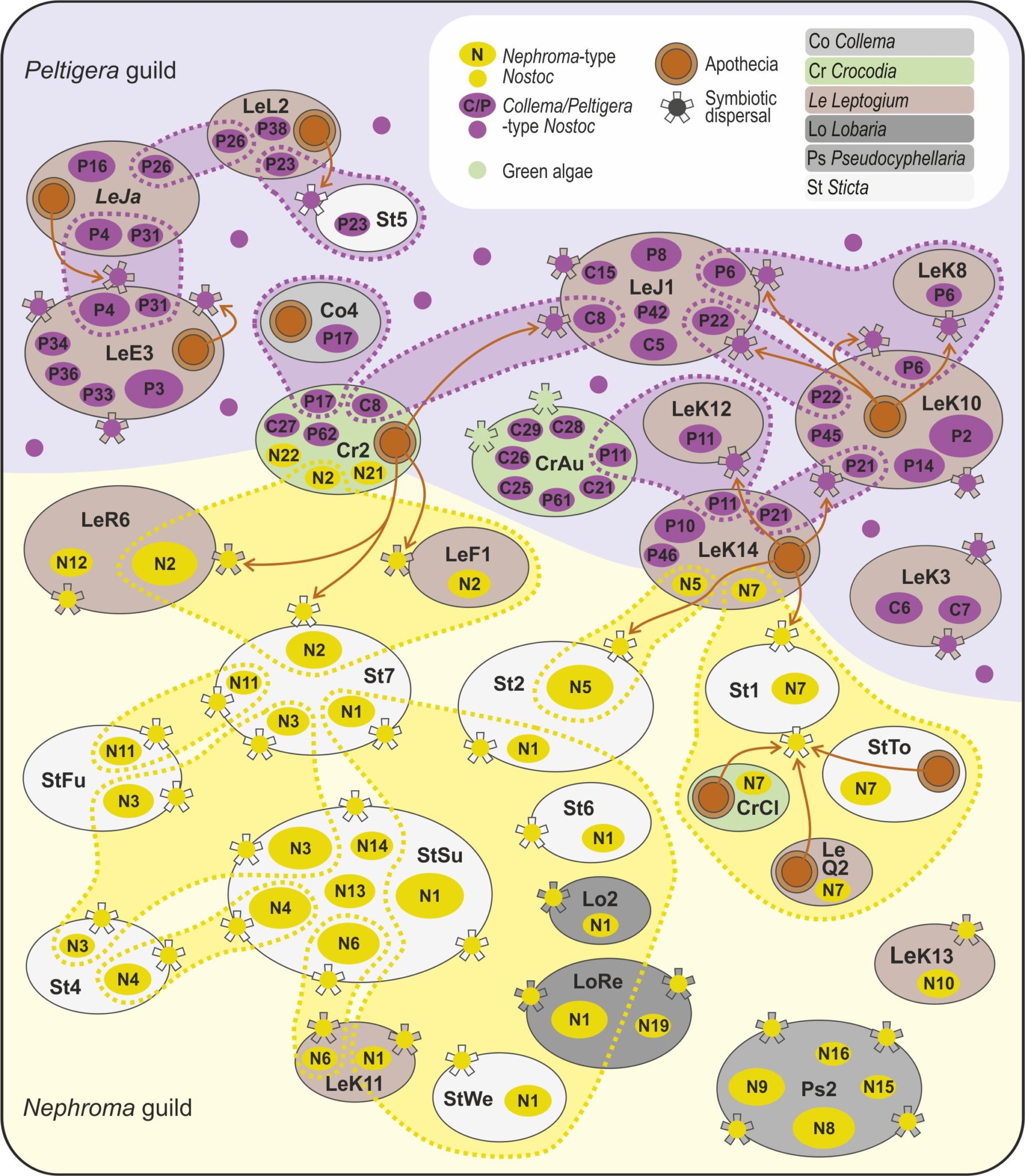 Interactions of lichens and photobionts in tropical montane forest ...