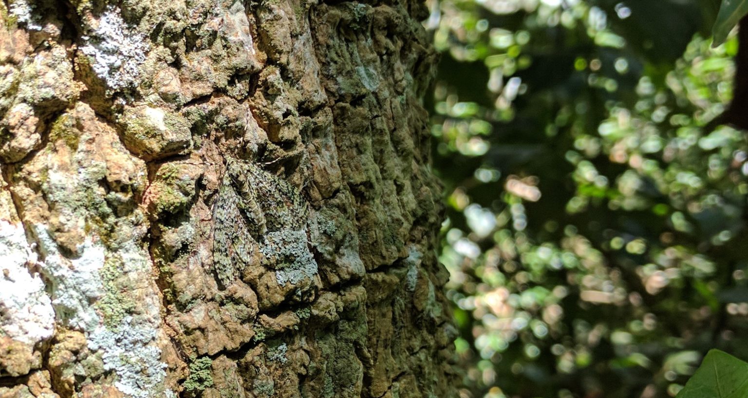 Gastropods and mites enjoyed lichens also in the Paleogene – Lichens ...