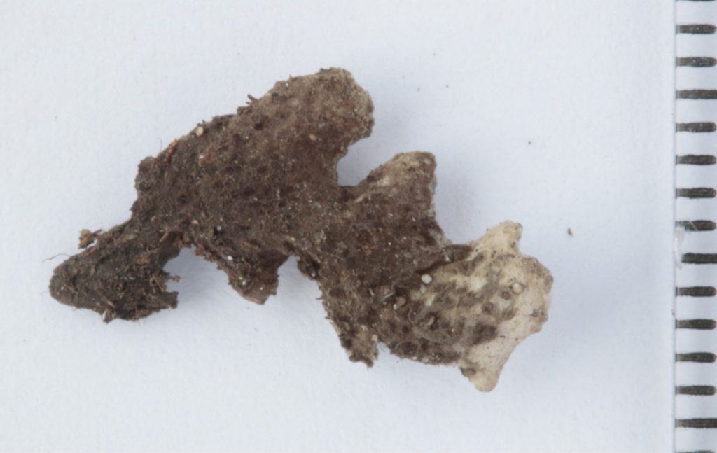 Peltigera – Lichens from East Africa and elsewhere