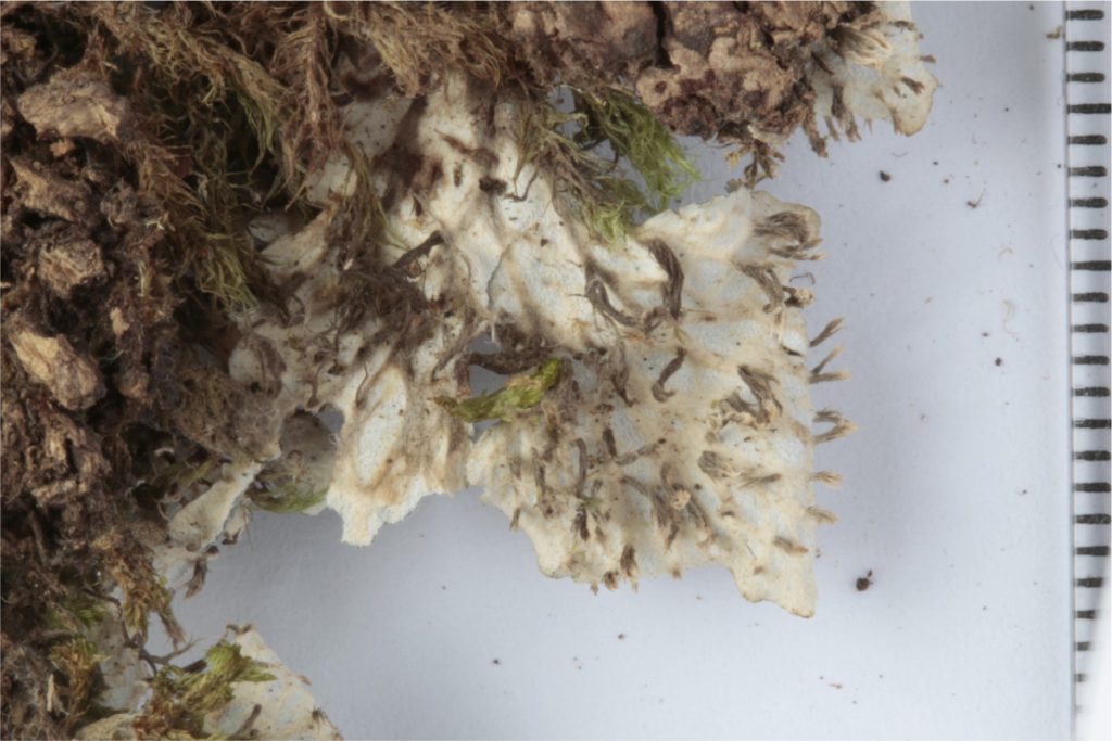 Peltigera – Lichens from East Africa and elsewhere