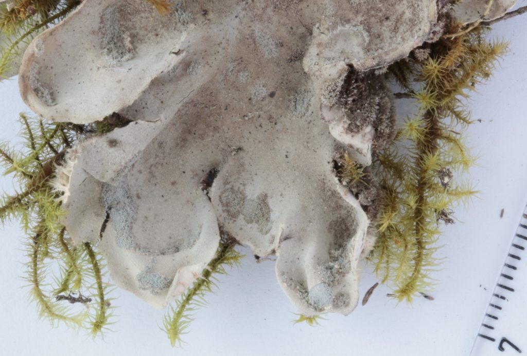 Peltigera – Lichens from East Africa and elsewhere