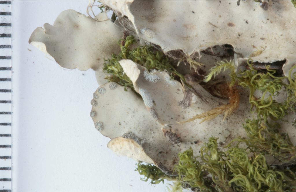 Peltigera – Lichens from East Africa and elsewhere