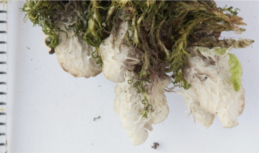 Peltigera – Lichens from East Africa and elsewhere