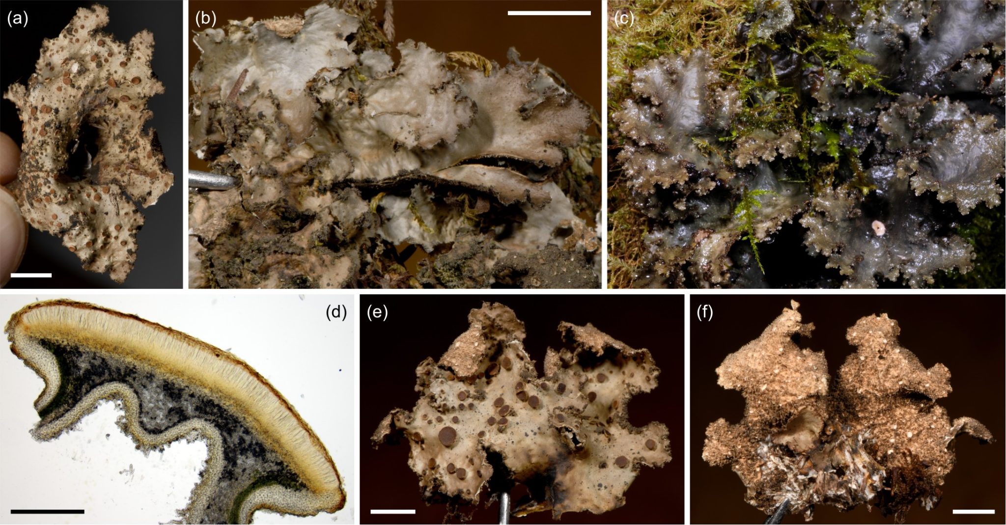 Sticta in East Africa – Lichens from East Africa and elsewhere